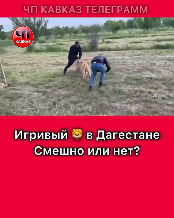 Игривый Лев в Дагестане - ЧП КАВКАЗ ДАГЕСТАН - YouTube