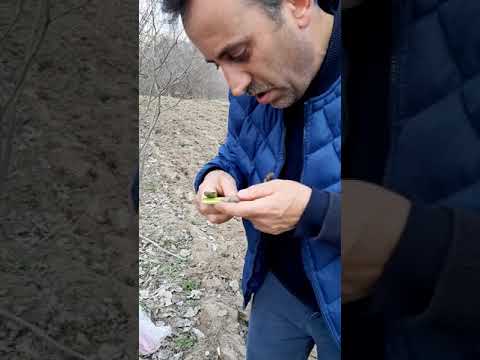 Matkap aşısı