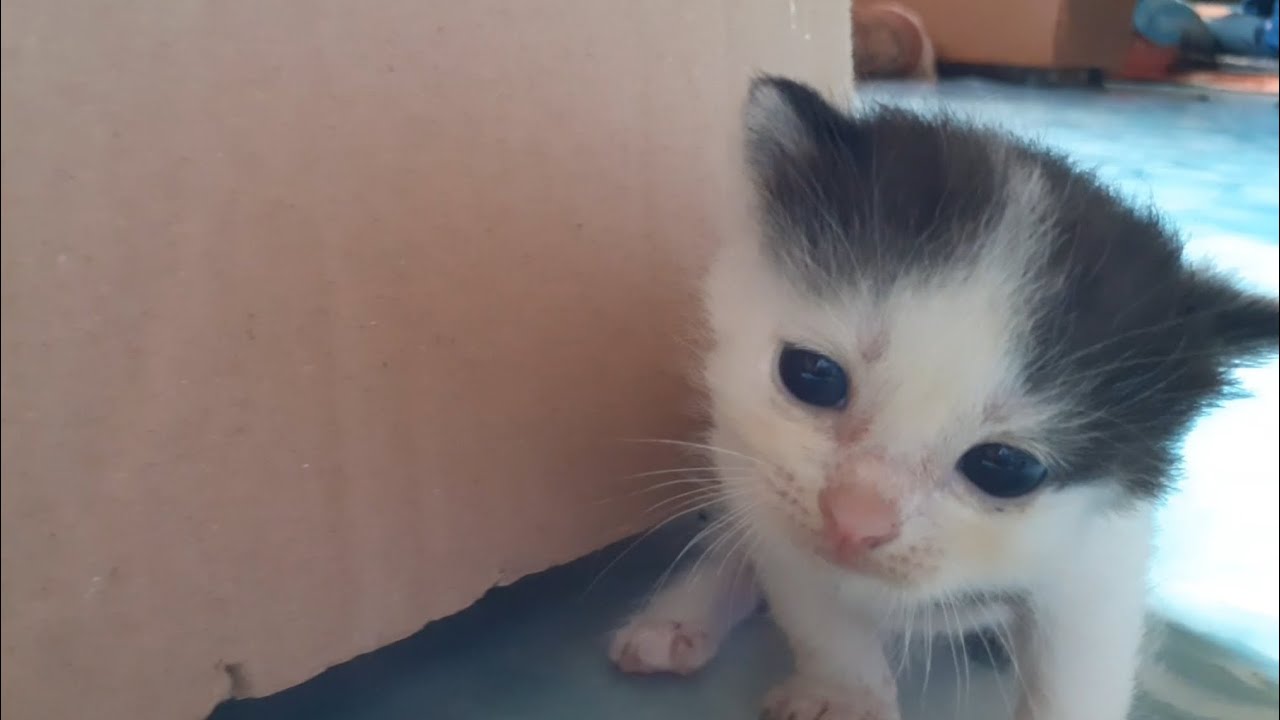 Cute Kitten Meowing Meow Meow | Baby Cats Meowing|Suara anak kucing ...