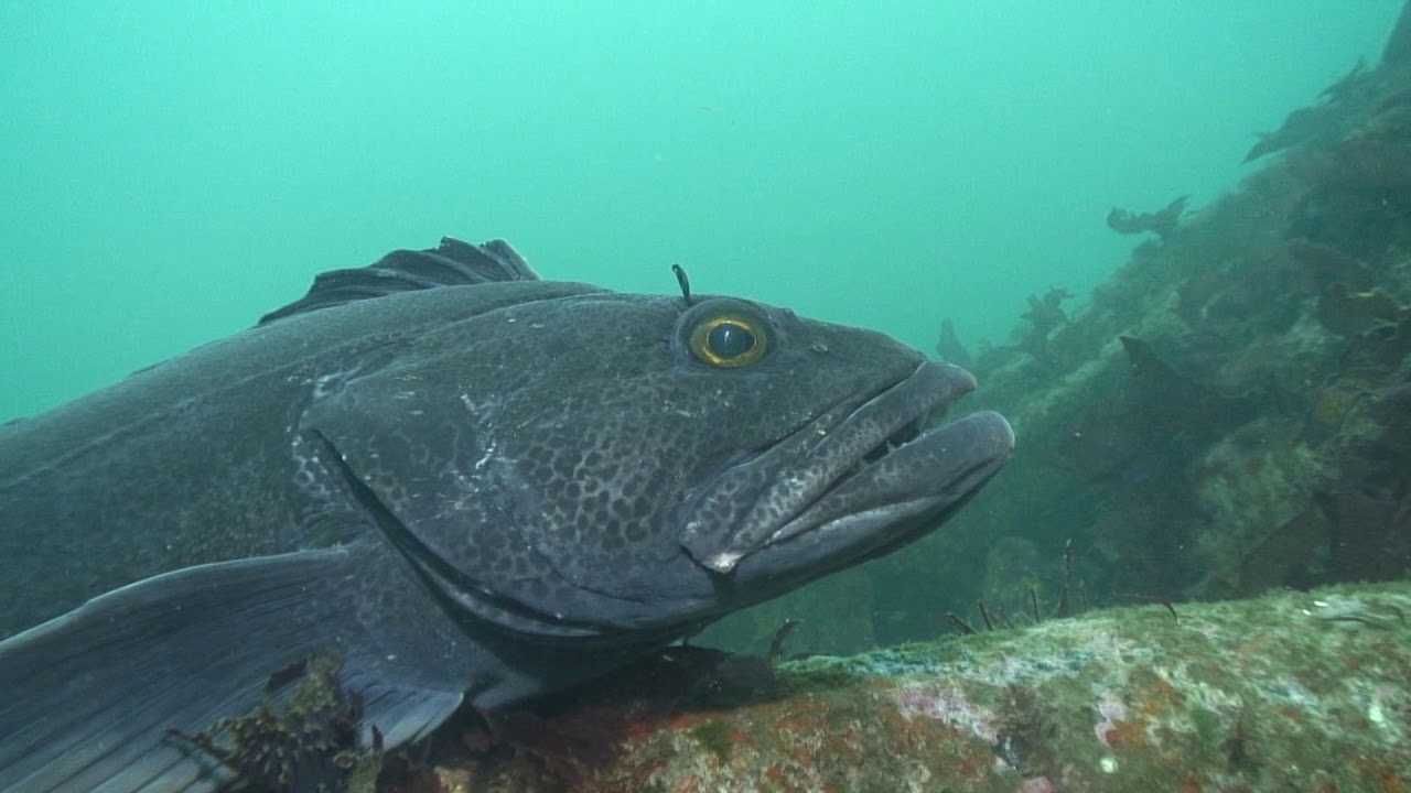 SCUBA Dive Edmonds WA, Dec 2018 - YouTube
