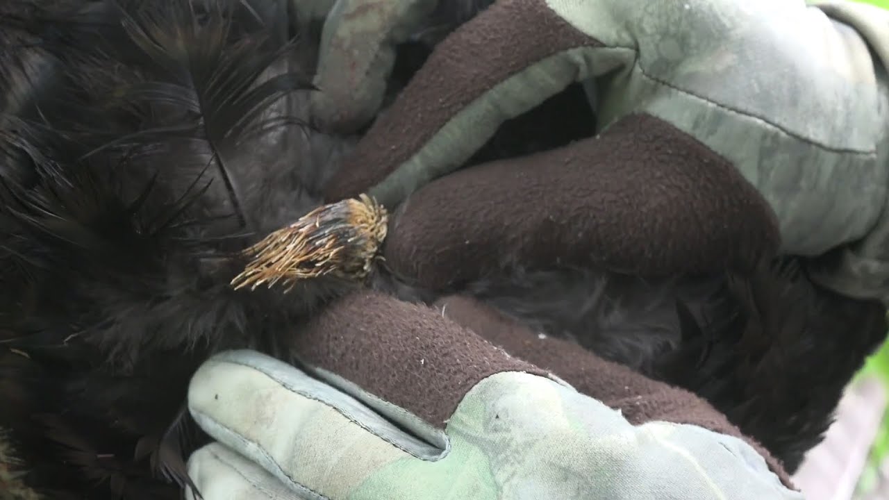 Why Doesn't This Gobbling Turkey Have a Beard? - YouTube