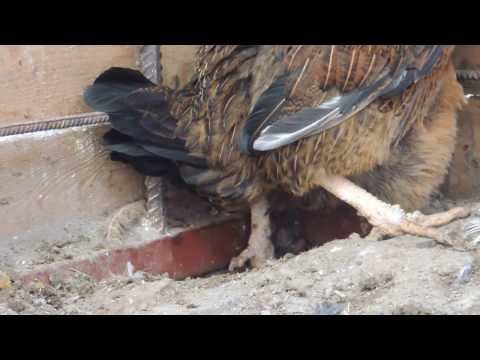 tavuğum yumurtlar kene :)