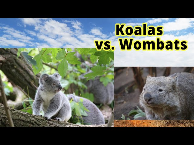 Koalas Nxt To Eachother And Wombat