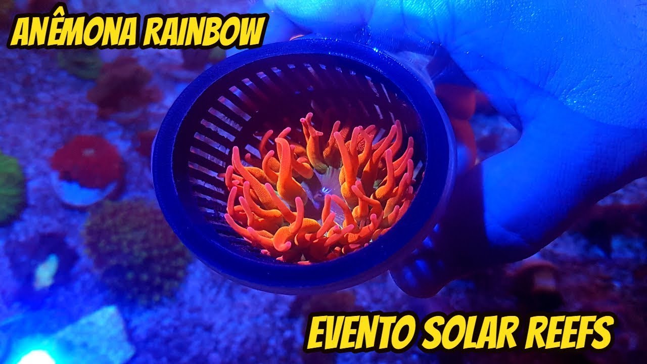 + Valores do Evento Solar Reefs - YouTube