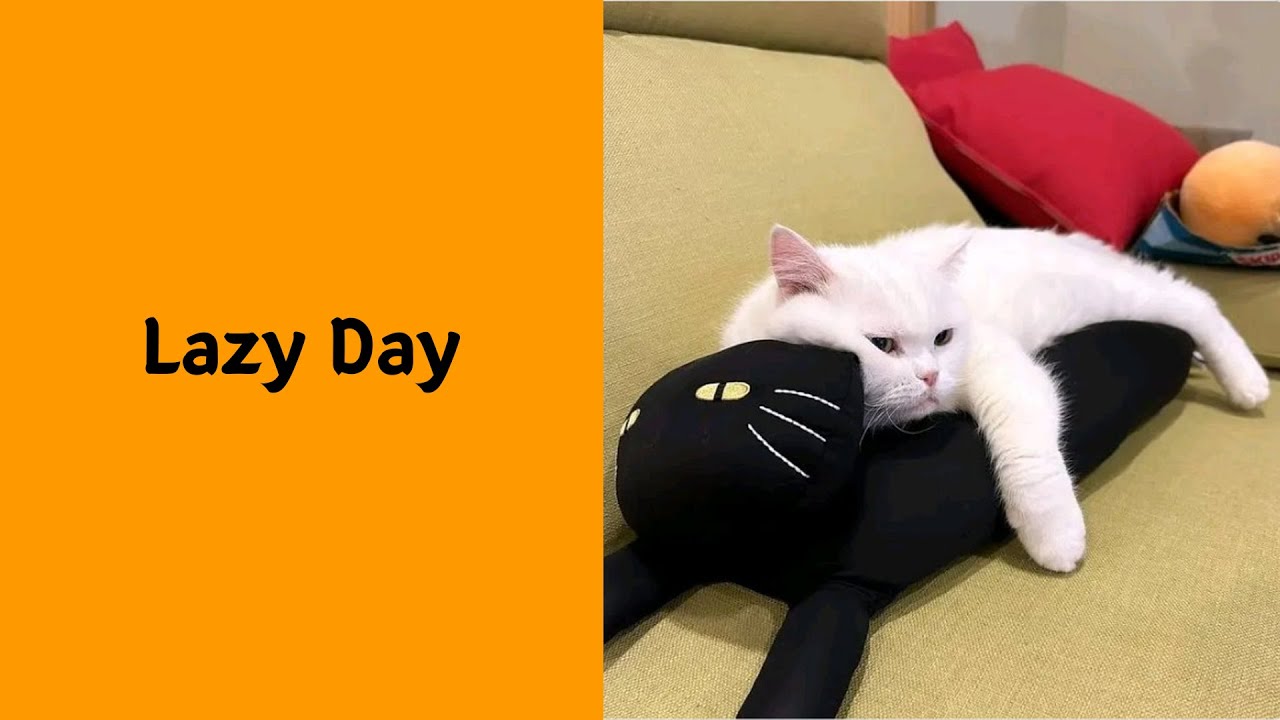 Too Cute, Too Chaotic: 50 Cat Photos That Made Our Day - YouTube