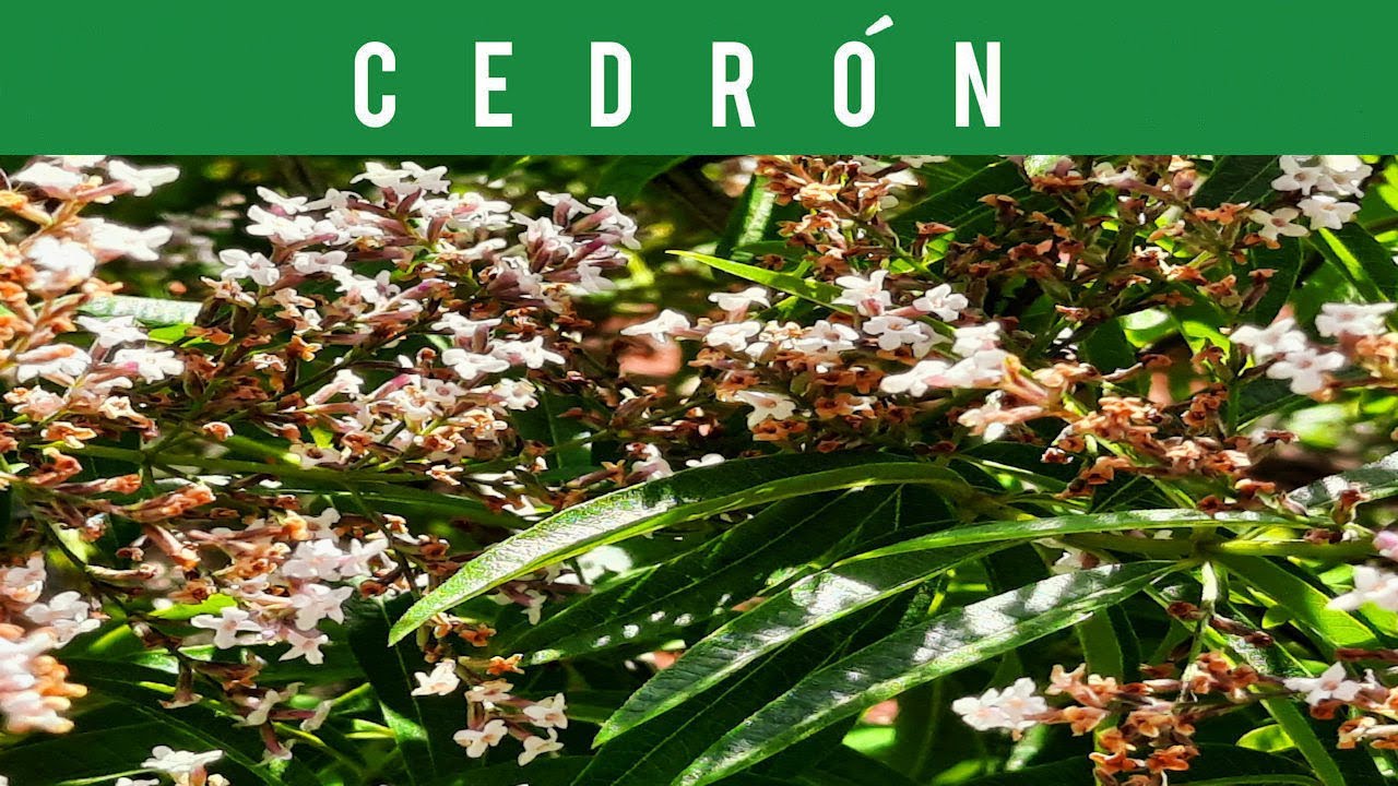 🔴CEDRÓN o HIERBA LUISA (CULTIVO, BENEFICIOS, USOS) (LEMON VERBENA PLANT ...