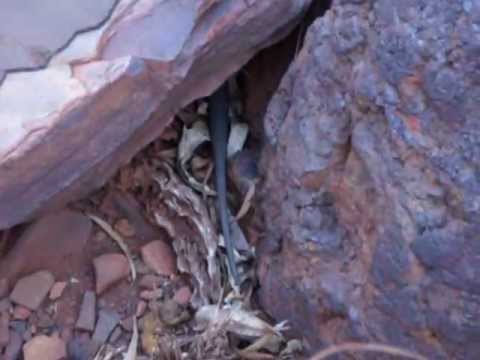 Snake @ Karijini 2010 - YouTube