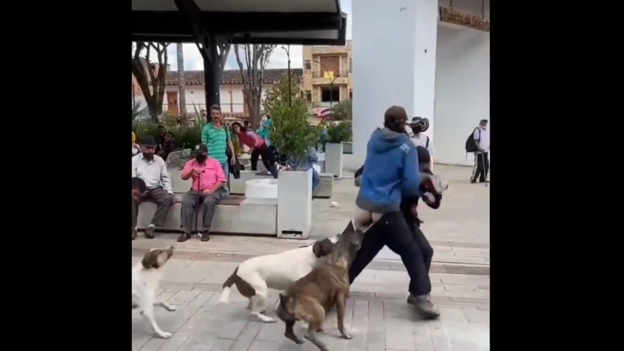 VAGABUNDO VS VAGABUNDO Y SUS PERROS | video random | =] - YouTube