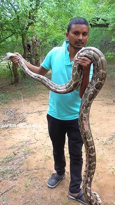 //एक था अजगर // Indian rock python full information the world biggest ...