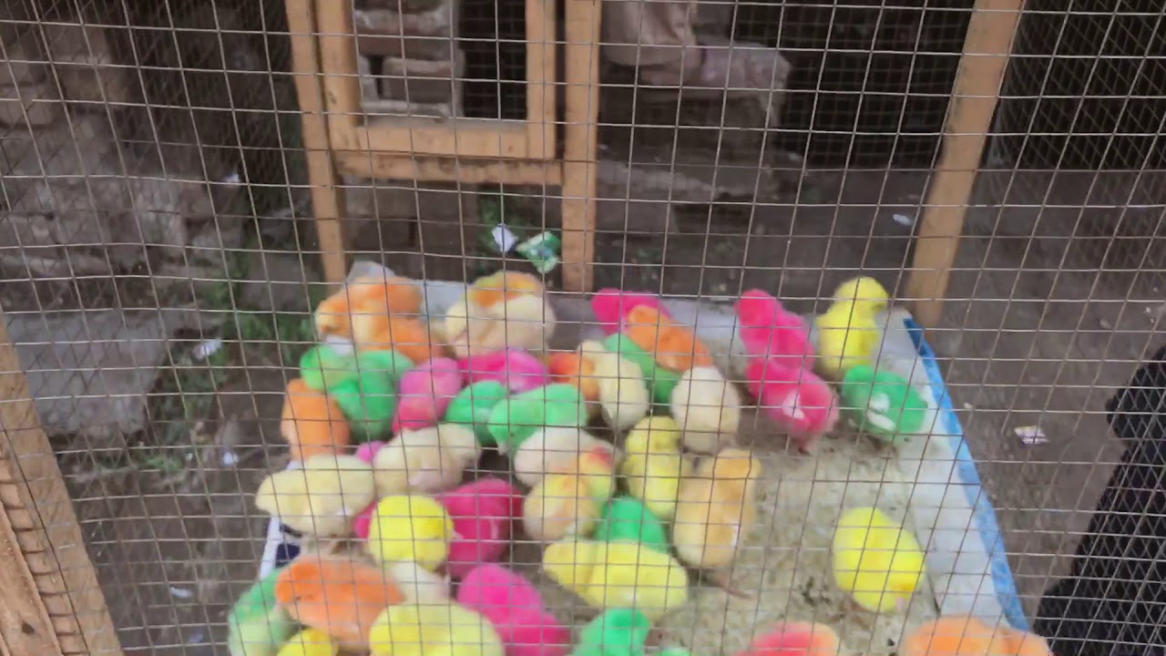 Rainbow baby chicks (Pakistan) - YouTube