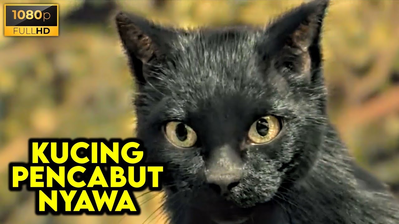 Satu Keturunan Terkena Kutukan Siluman Kucing - ALUR CERITA FILM - YouTube