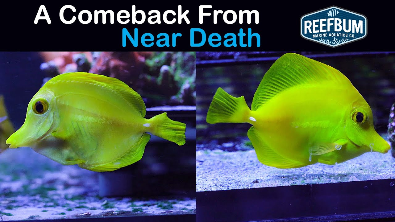 Yellow Tang's Comeback From Near Death - YouTube