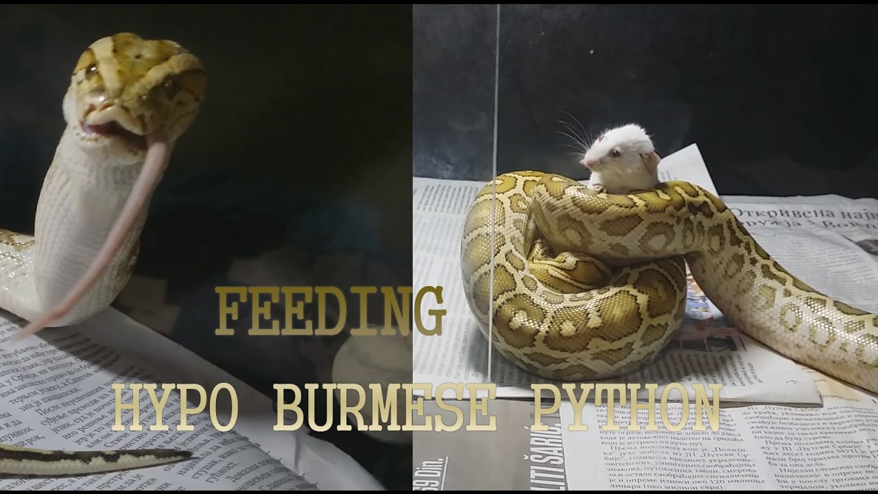 [WARNING] Hypo Burmese Python Eats 3 Adult Mices! [LIVE FEEDING] تضخيم افعى الاصله هايبو ...
