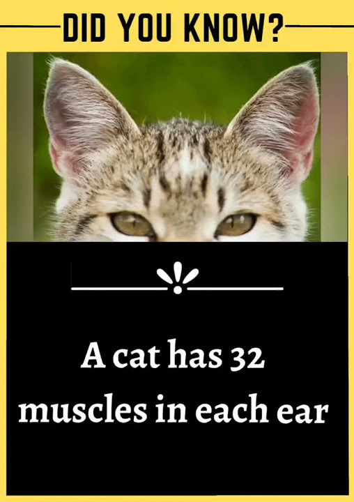 Cool Fact About Cats YouTube cool-fact-about-cats-youtube