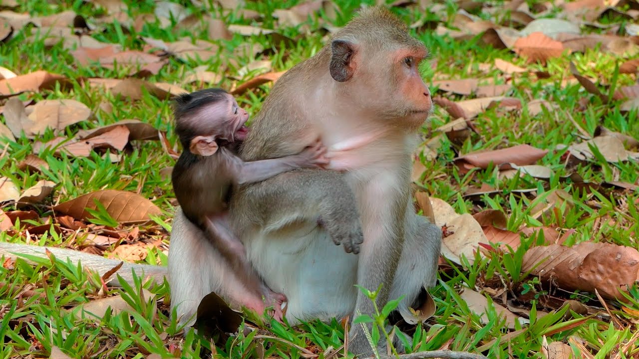 Tiny Baby Monkey Clings Closely as Its Mother Maintains Firm Patience ...