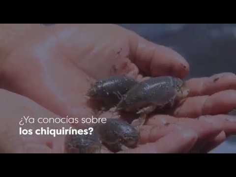 Conéctate Chiquirines - YouTube
