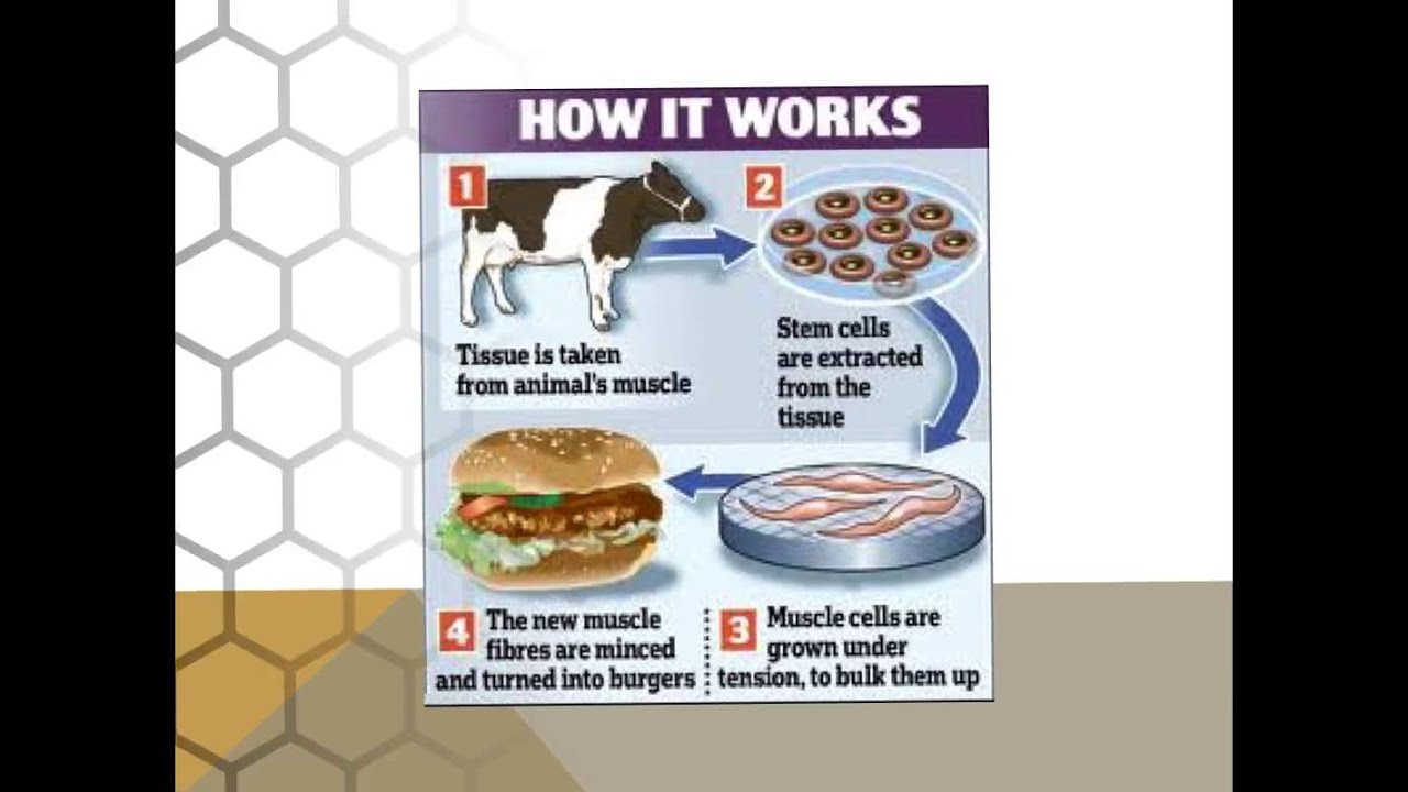Tissue Engineering: An Alternative to Animal Testing & Meat ...