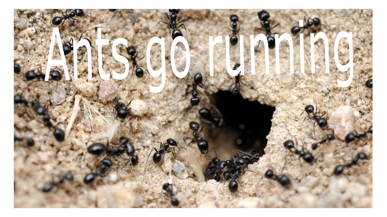 Ants go running I || Ants #ants #insects #classicalmusic #sleepmusic # ...