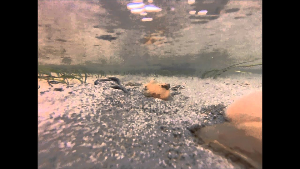Pacific Neapolitan Lugworm eggcases - YouTube