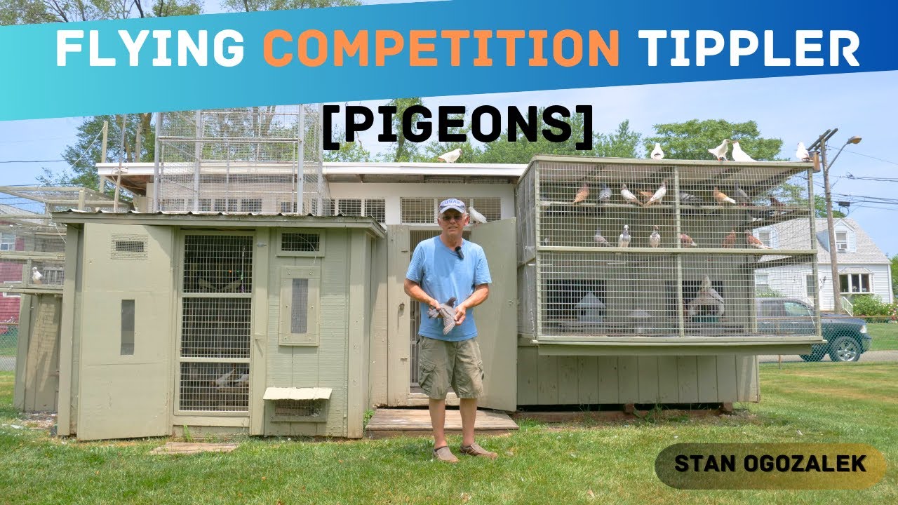 Flying Competition Tippler [Pigeons] - Loft Tour Stan Ogozalek - YouTube
