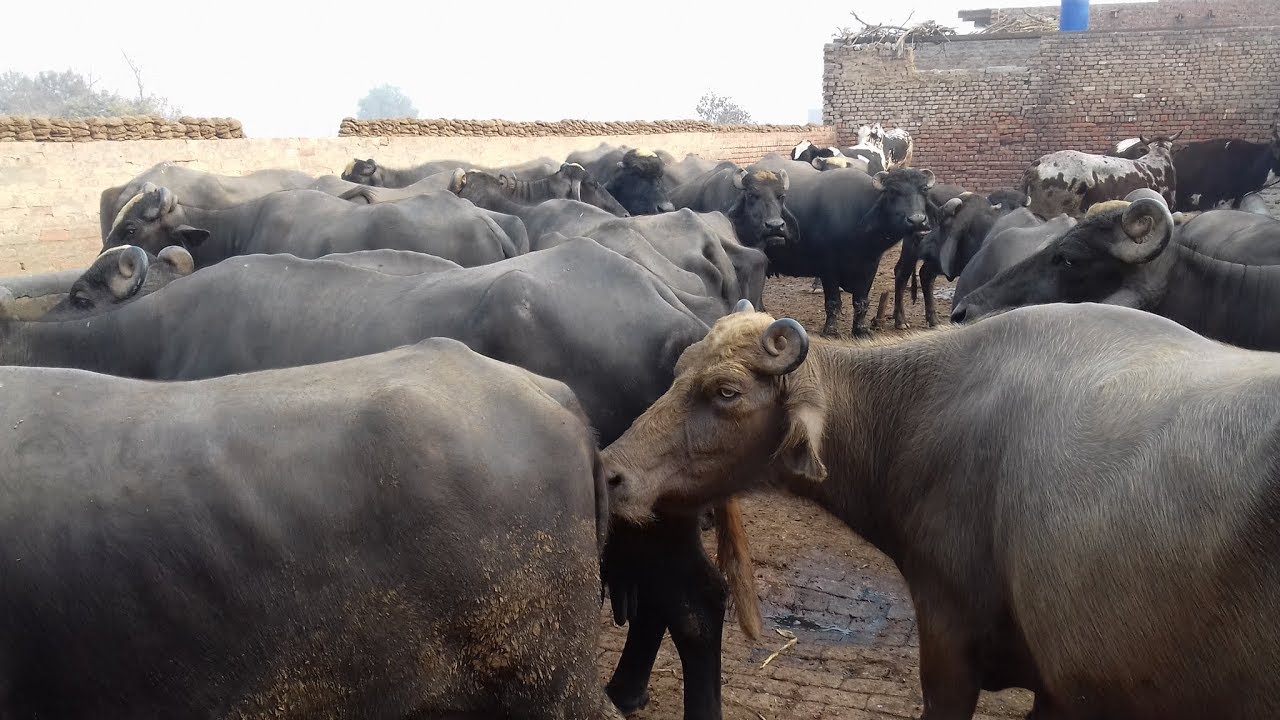 Beautiful Nili Ravi Buffalo farming in Punjab | Buffalo farming [1 ...