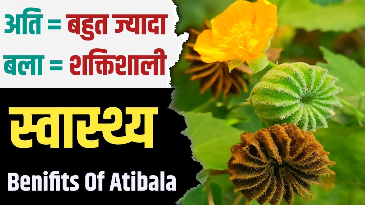 अतिबला एक शक्तिशाली जड़ी बूटी हैं Health Benifits Of Atibala - YouTube