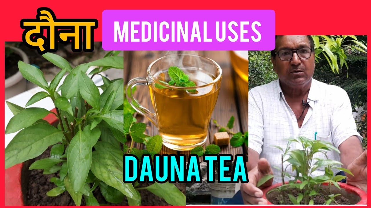 How to Grow Dawana Plant at home? Medicinal Uses of Dauna Leaf - YouTube
