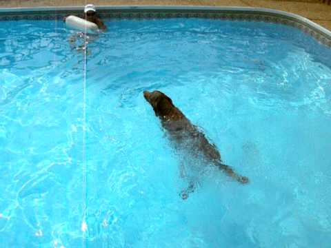 Dixie And Glowria Frolic In The Pool. - YouTube