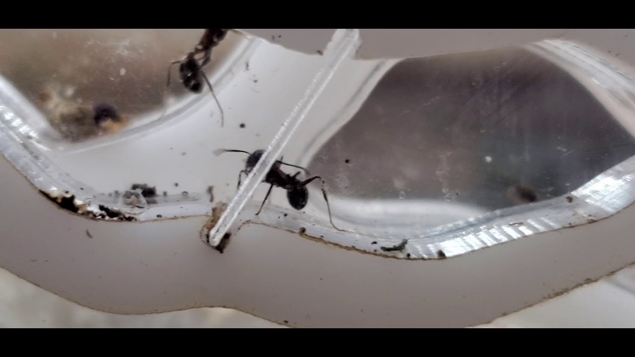 Welcoming my Veromessor Andrei (Harvester Ant) colony - YouTube