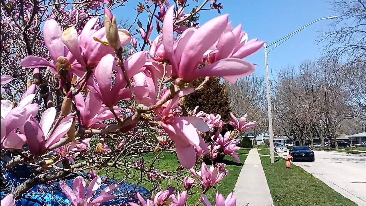 Beautiful magnolias and cherry blossom trees in Illinois, spring 2024 ...