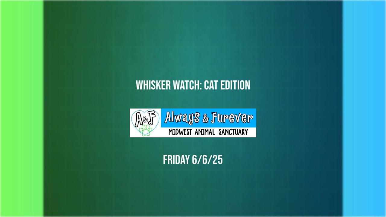 Whisker Watch: Cat Edition - YouTube