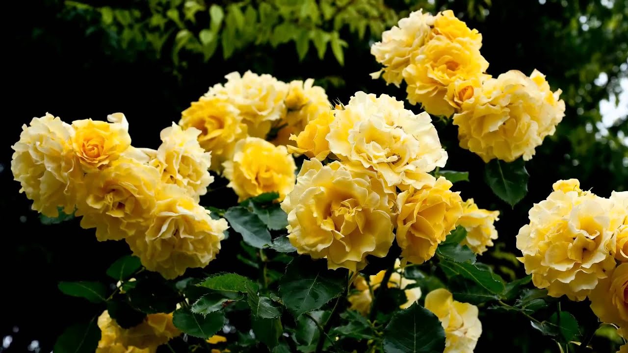 The Butchart Rose Garden Vancouver Island British Columbia Canada ...