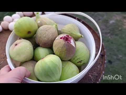 EŞİM YİNE İNCİR AĞACINA ÇIKTI AHIRDA İŞLER ORGANİK KÖY YUMURTASI#incirağacı #köy #köyhayatı 