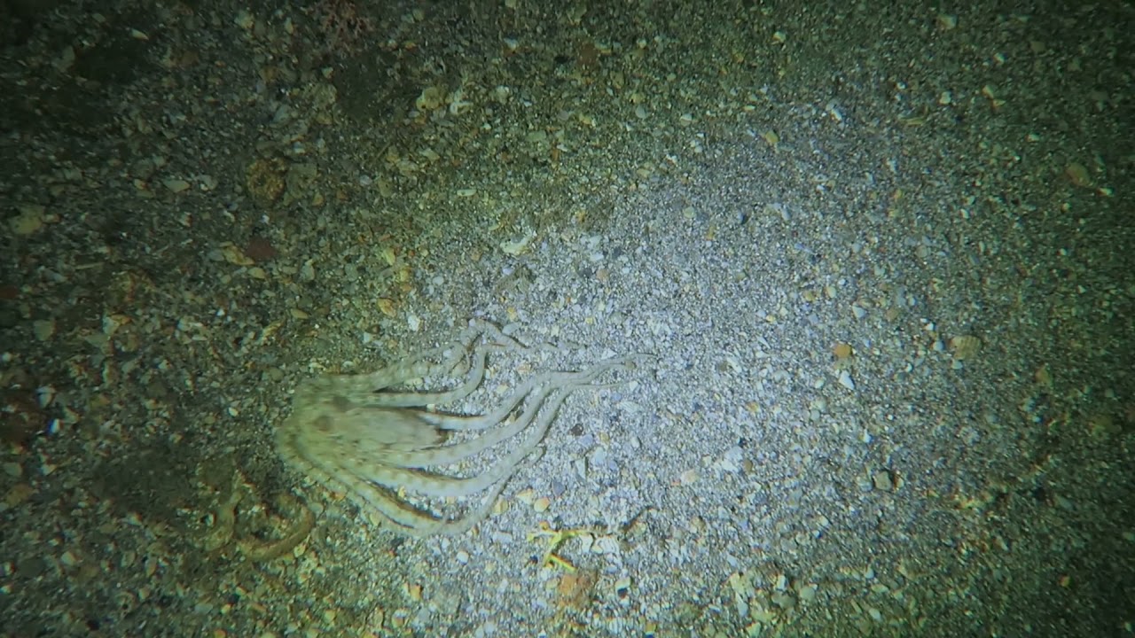 octo1 - YouTube