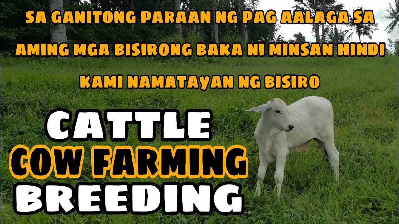 SISTEMA NG PAG AALAGA NAMIN SA AMING MGA BISIRONG BAKA | ADOBO BACKYARD ...