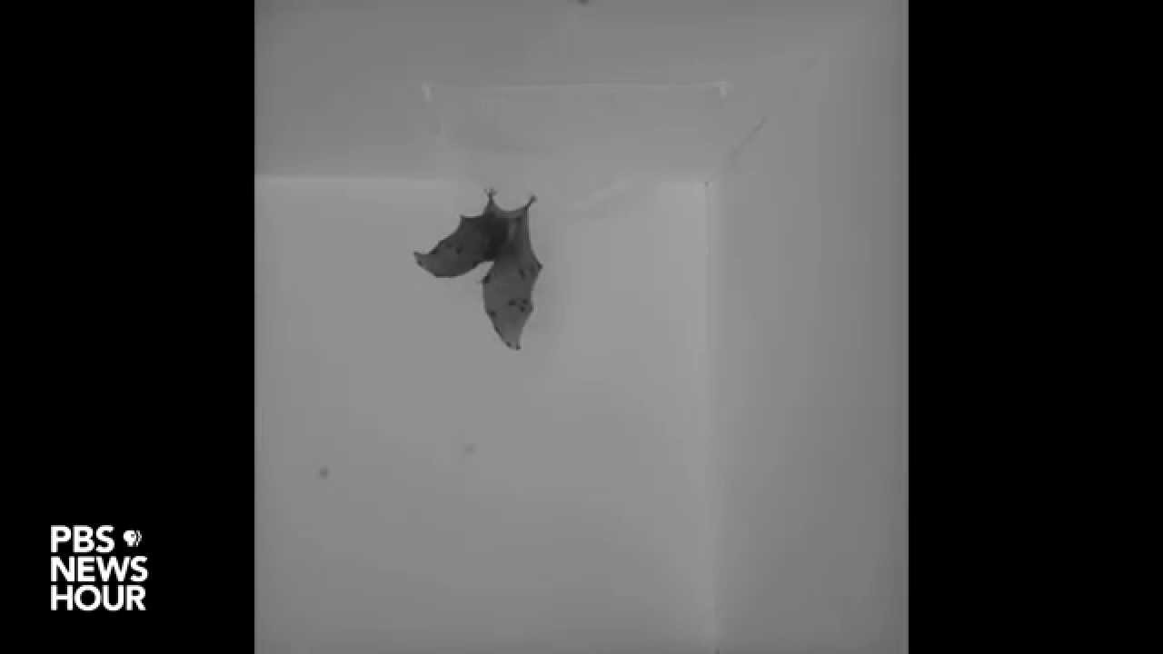 Bats twirl like Tony Hawk to land upside down - YouTube