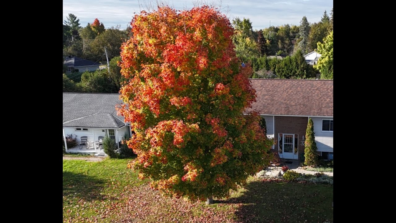 Radiant Splendor: The Majestic Maple in Autumn - YouTube
