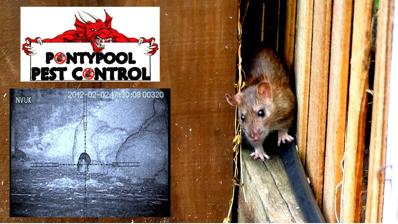 air rifle shooting farm yard rats 2019 - YouTube