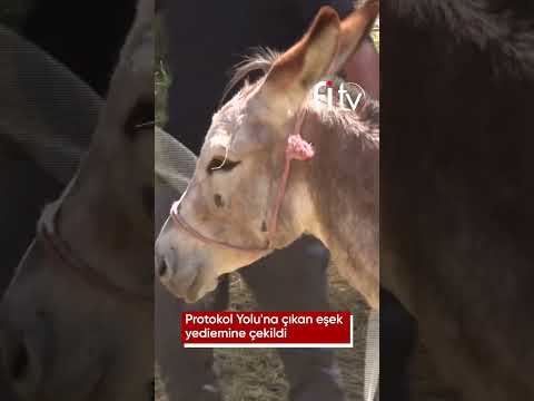Protokol Yolu'na çıkan eşek yediemine çekildi