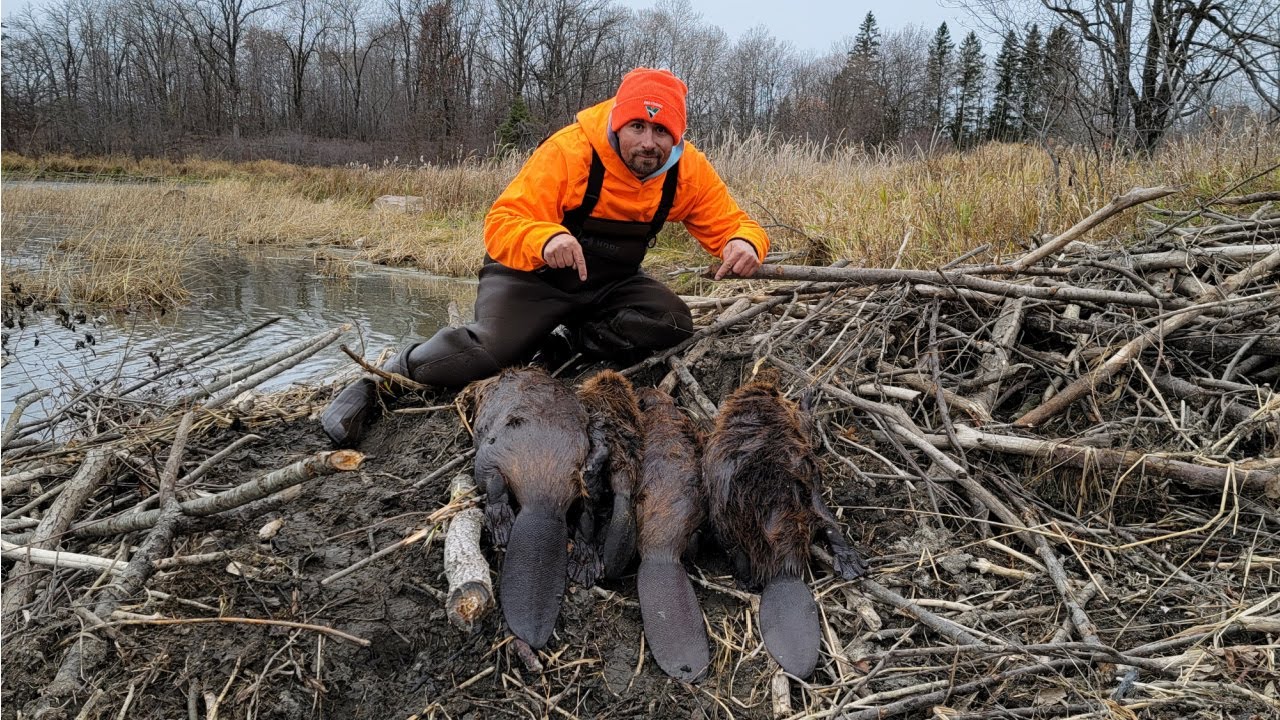 These Traps were LOADED with Beaver!! 8 Beaver in 2 Checks! - YouTube