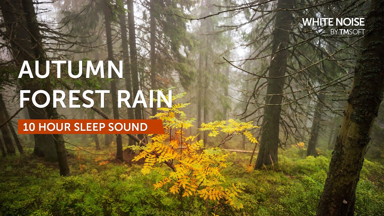Autumn Forest Rain - 10 Hours Sleep Sound - Black Screen - YouTube