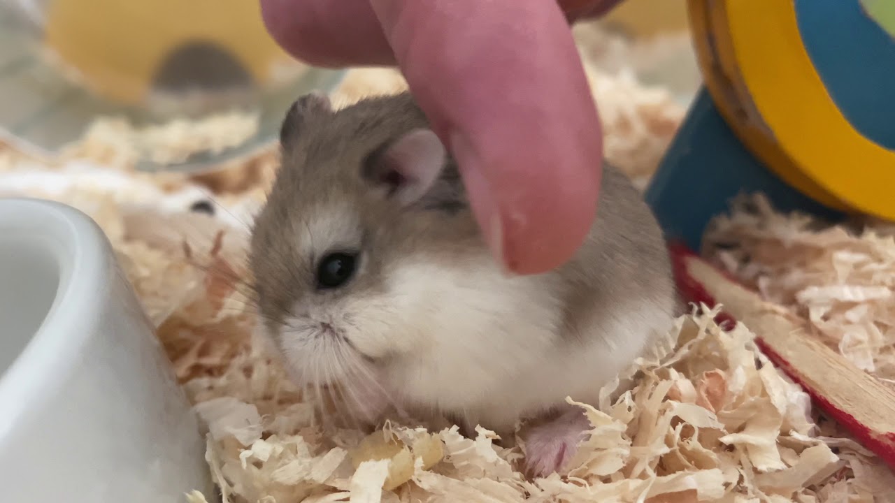 Cute Roborovski hamster let me pet for the first time. - YouTube