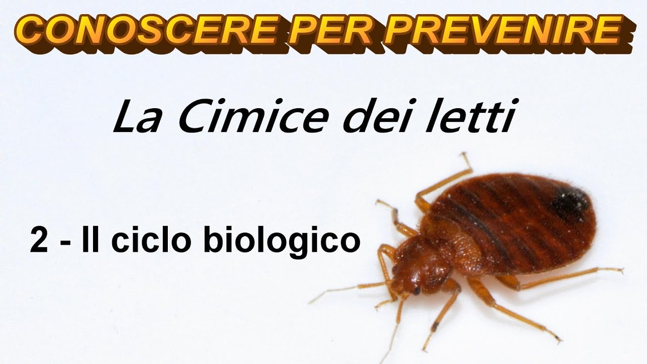 La Cimice dei letti: 2 - Il ciclo biologico - YouTube