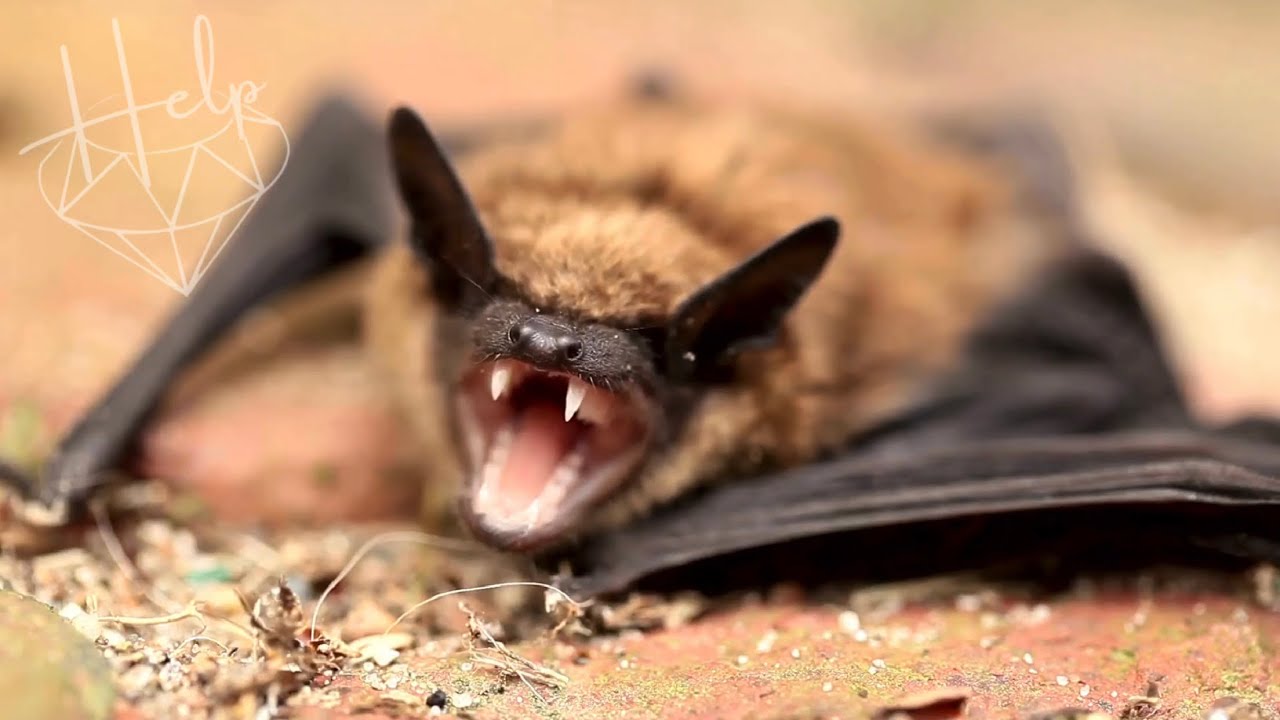 Bat sounds #nature #animal #cute #sub #sound #youtuber #creepy # ...