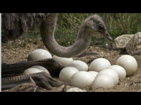 Ostrich Laying Eggs and Hatching Baby | By Animals Planet - YouTube
