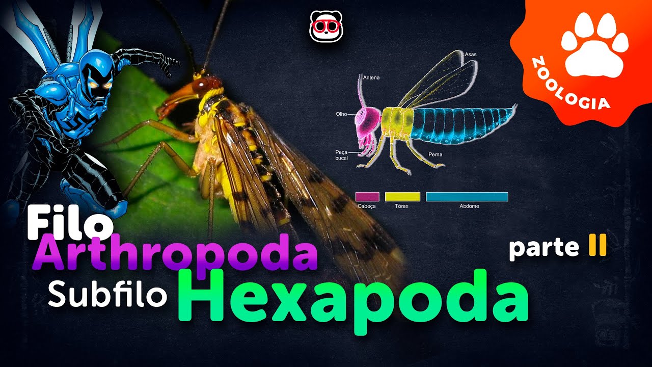 Filo Arthropoda: Subfilo Hexápoda (3/5) - YouTube