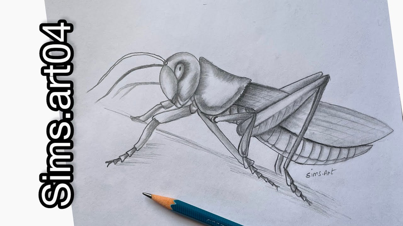 How to draw grasshopper || grasshopper simple and easy drawing step by ...