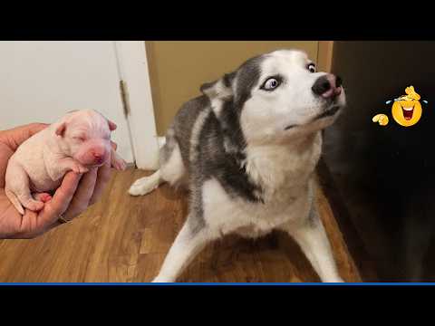 You Will Cry Laughing 😂 Funniest Dogs of 2026!