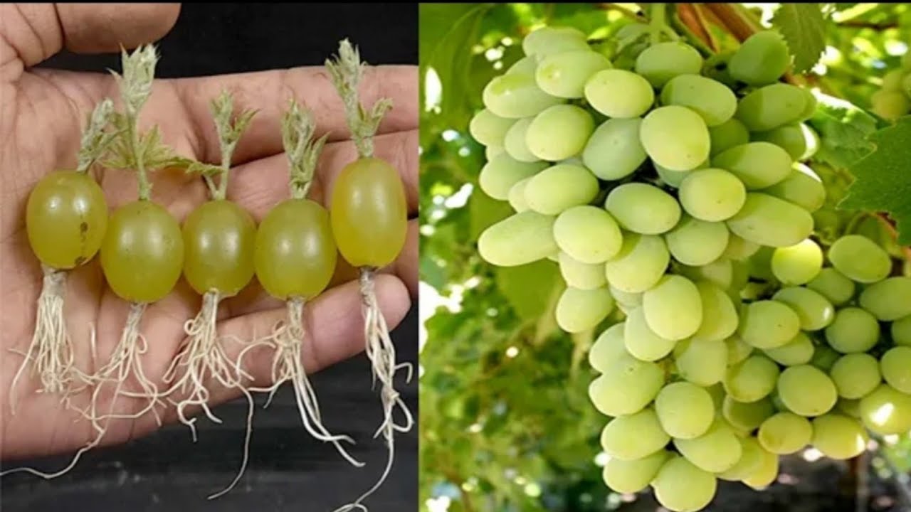 Simple method propagate grape tree with water || growing grape tree at ...