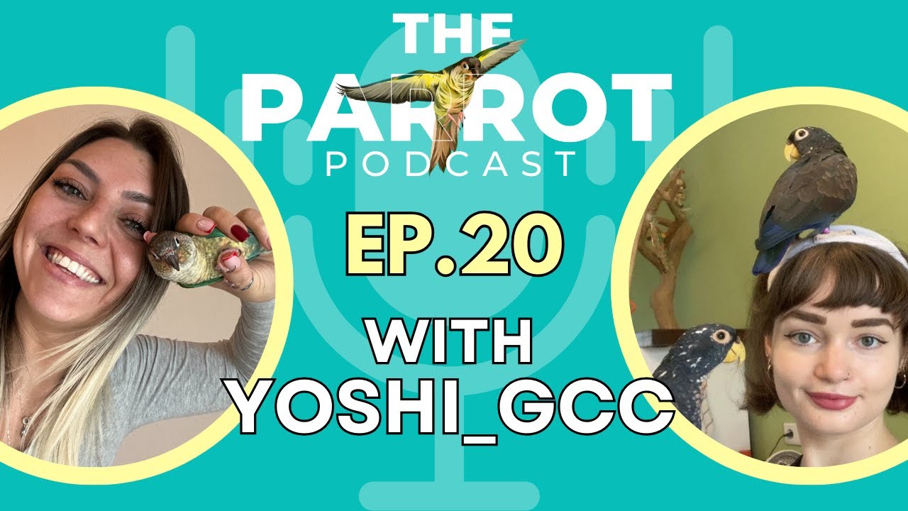 Green Cheek Conures vs Pionus Parrots and the Perfect DIY Perch 🦜 | The ...